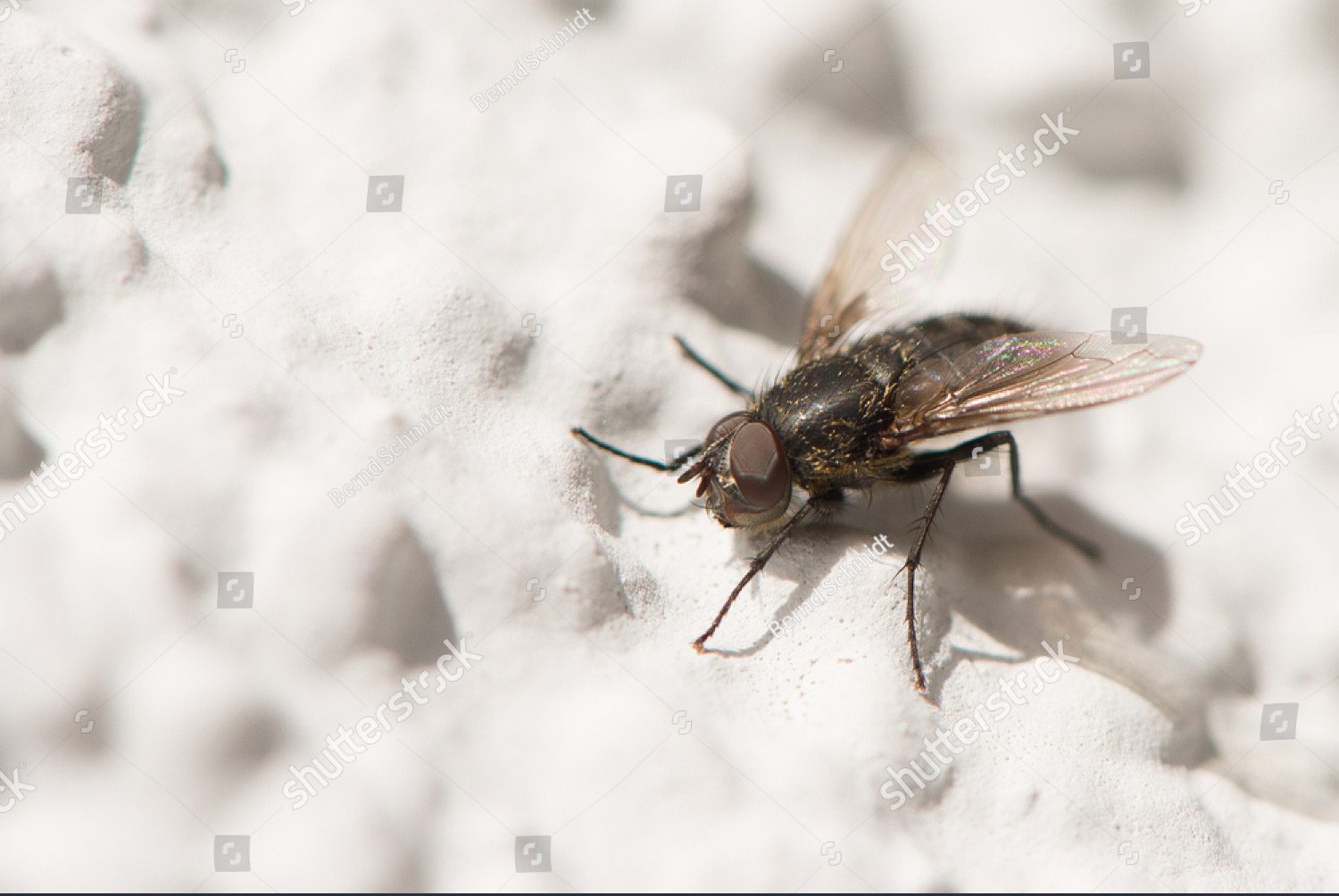 Fly Pest Control Services | Flies Extermination & Removal | Vergo