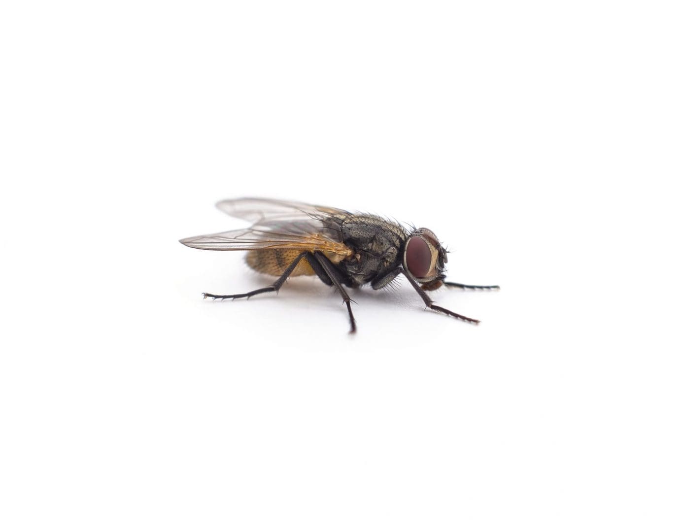 Fly Control Services | Flies Extermination & Removal | Vergo