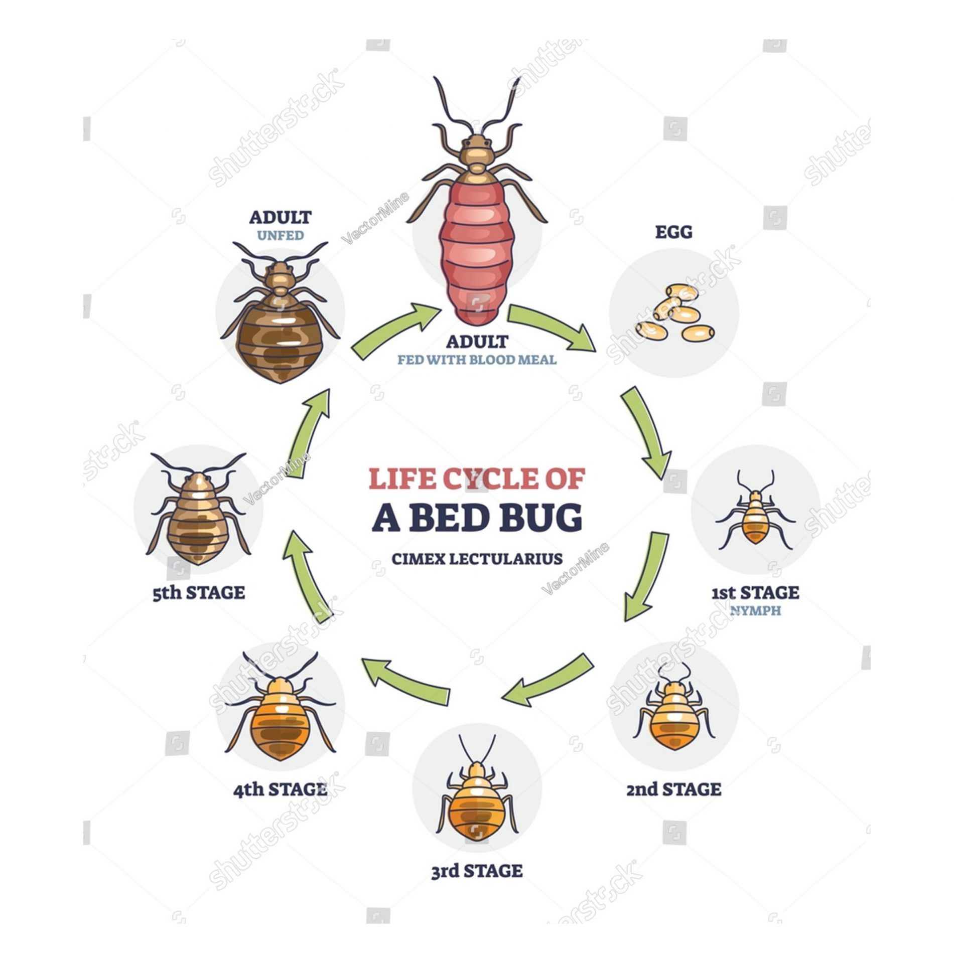 The Life Cycle Of A Bed Bug Vergo Pest Management