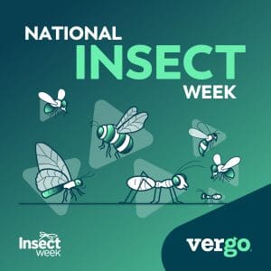 Types of Wasps in the UK | Vergo Pest Management