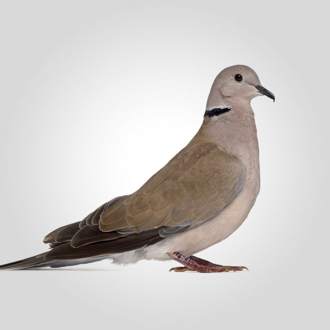 Dove breeds store