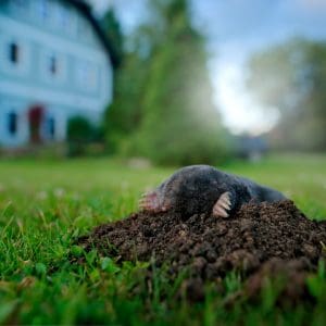 Vergo Pest Management: Expert Pest Control for Home & Business